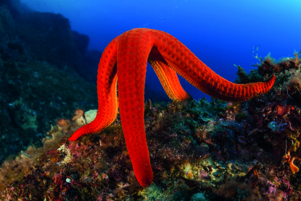 Jadransko morje – National Geographic Slovenija